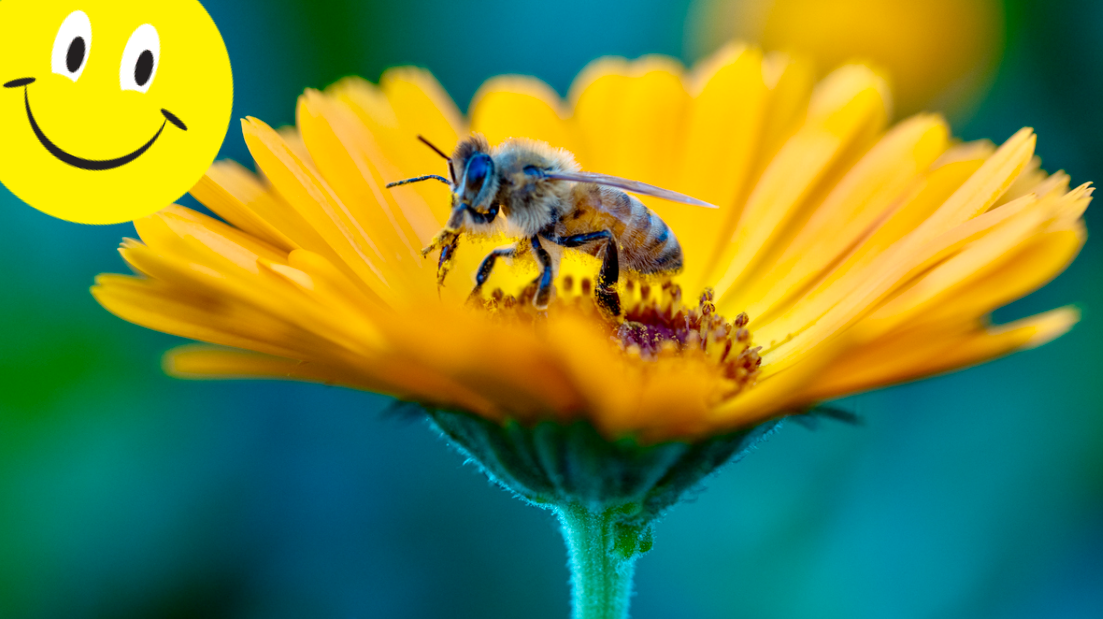 Lessons From Nature: A Busy Bees Guide to Homeownership